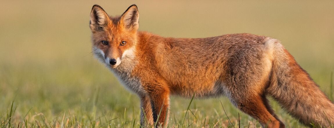 Der Fuchs – Räuber und cleverer Überlebenskünstler