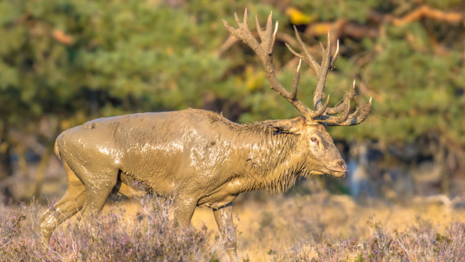 Der Rothirsch: das majestätische Problemtier