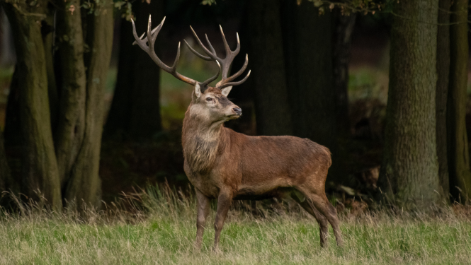 Der Rothirsch: das majestätische Problemtier
