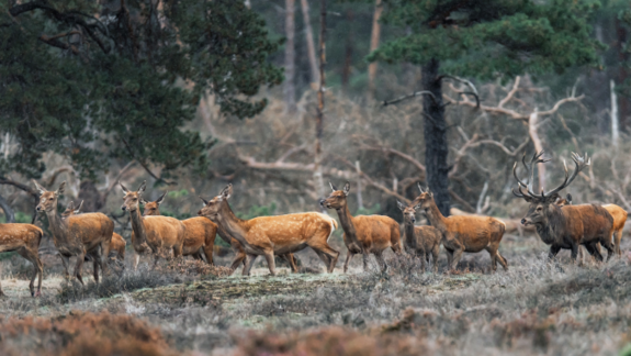 Der Rothirsch: das majestätische Problemtier